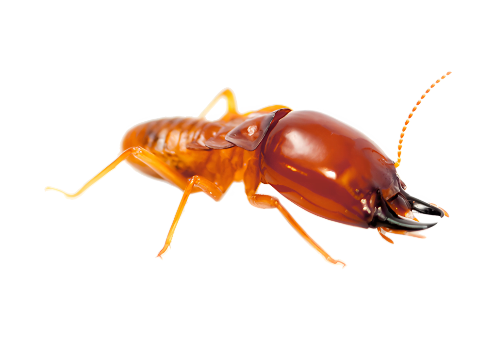 Tentang Kami | Jasa Basmi Rayap